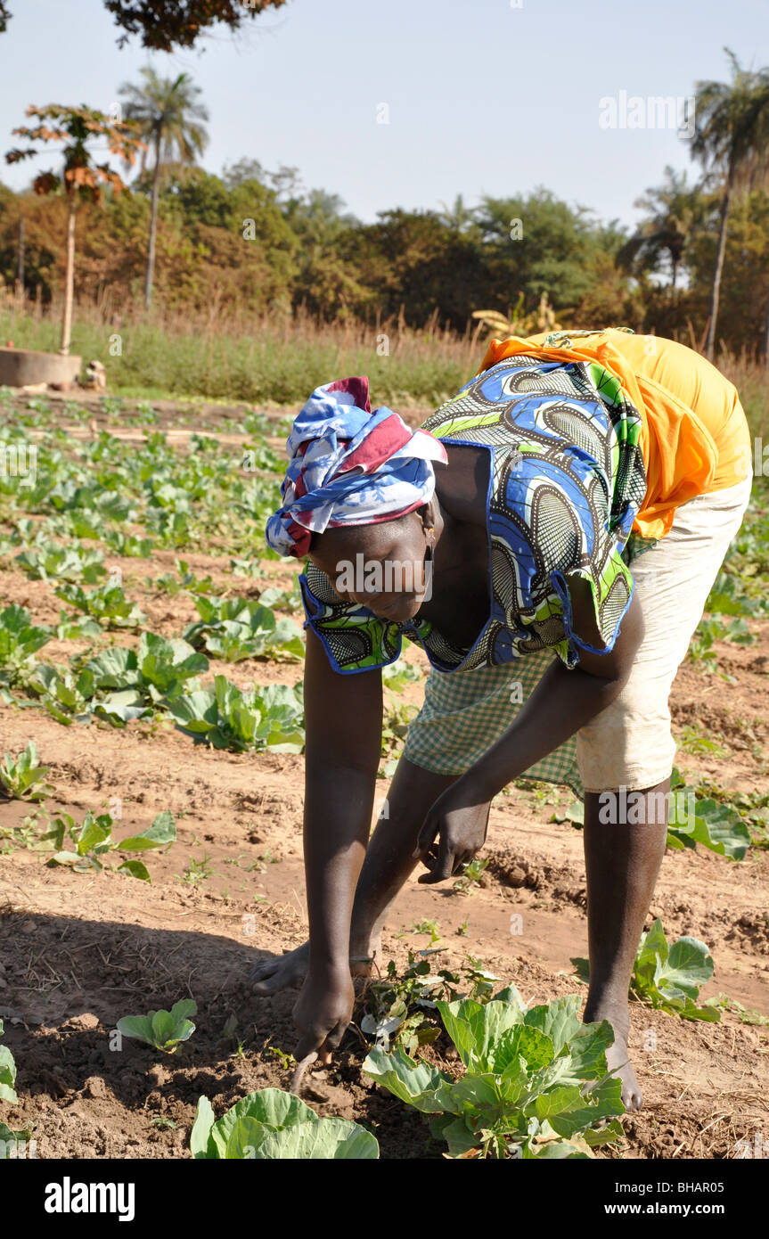 Woman weeding her vegetable garden, The Gambia Stock Photo - Alamy