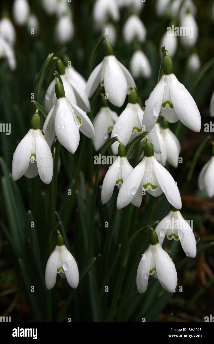 White spring flowers of common snowdrop hi-res stock photography and ...