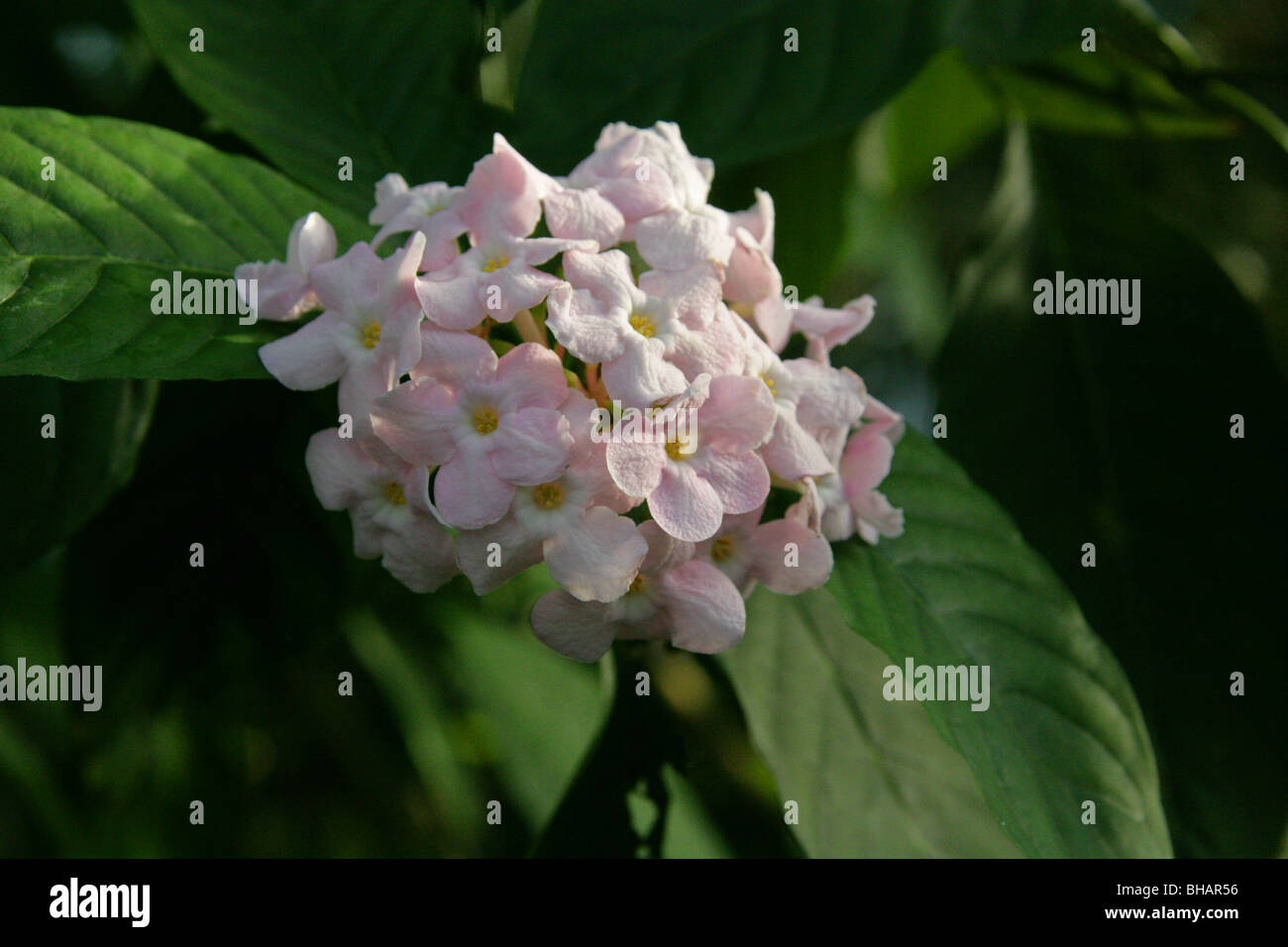 Luculia, Luculia gratissima, Rubiaceae, Western Himalayas, Asia. Very ...