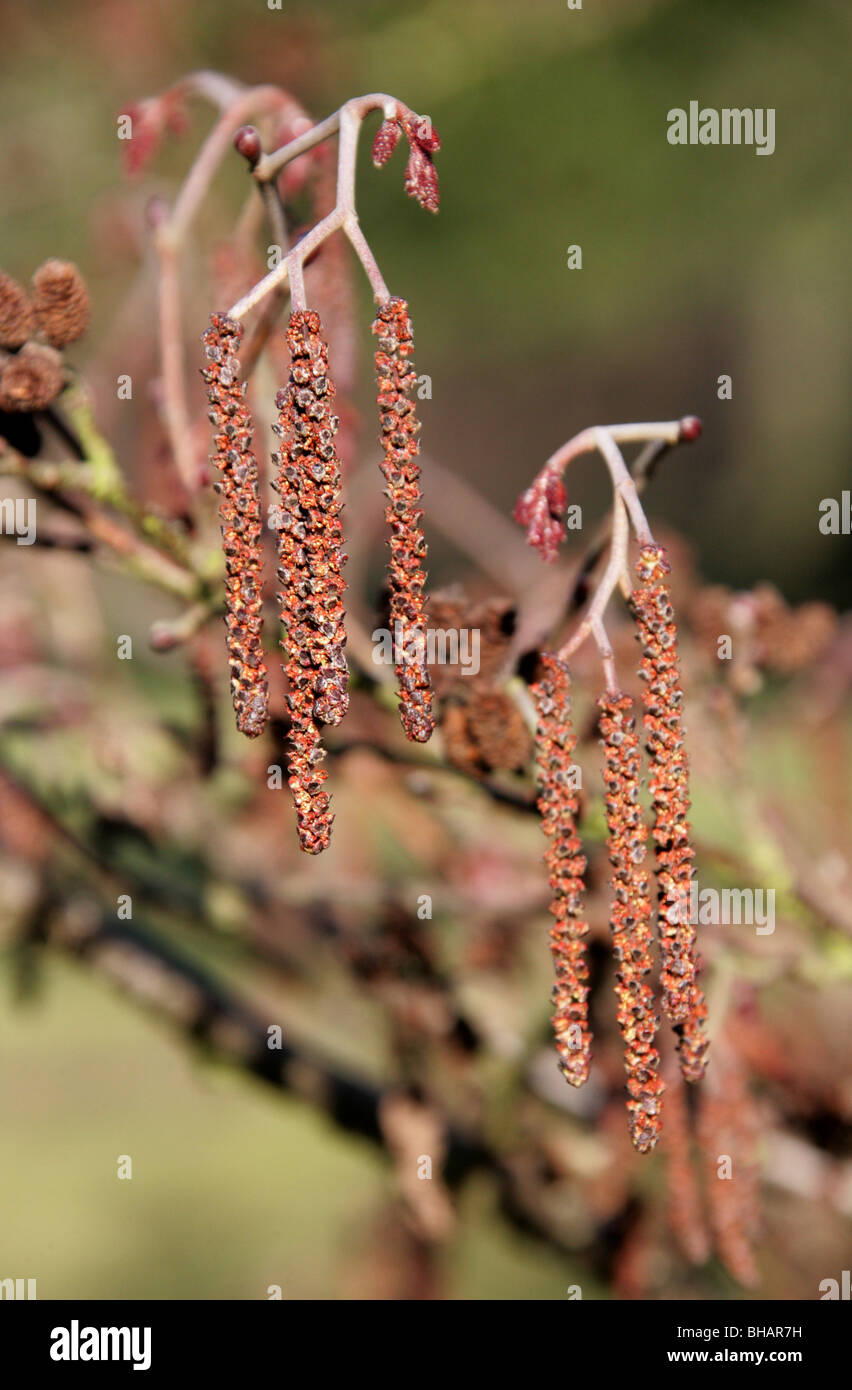 Manchurian Alder Catkins, Alnus hirsuta (syn A. inokumai, A. incana, A ...