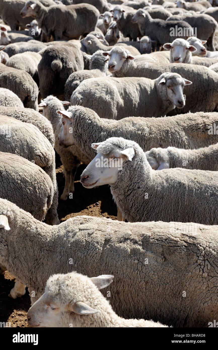 South african farming hi-res stock photography and images - Alamy
