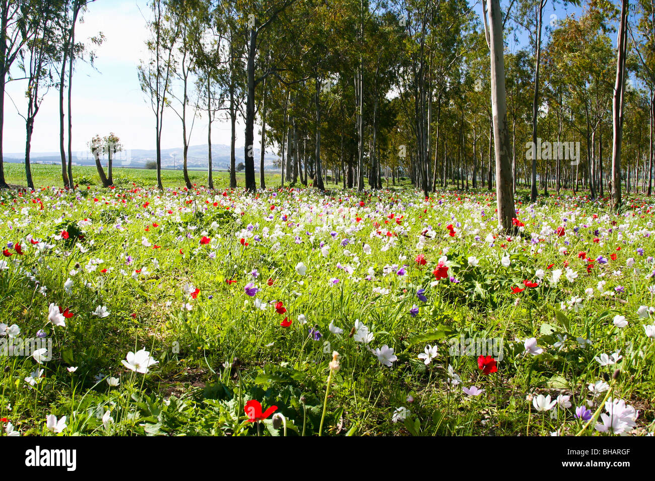 Israel, A field of spring wildflowers Anemone coronaria (Poppy Anemone ...