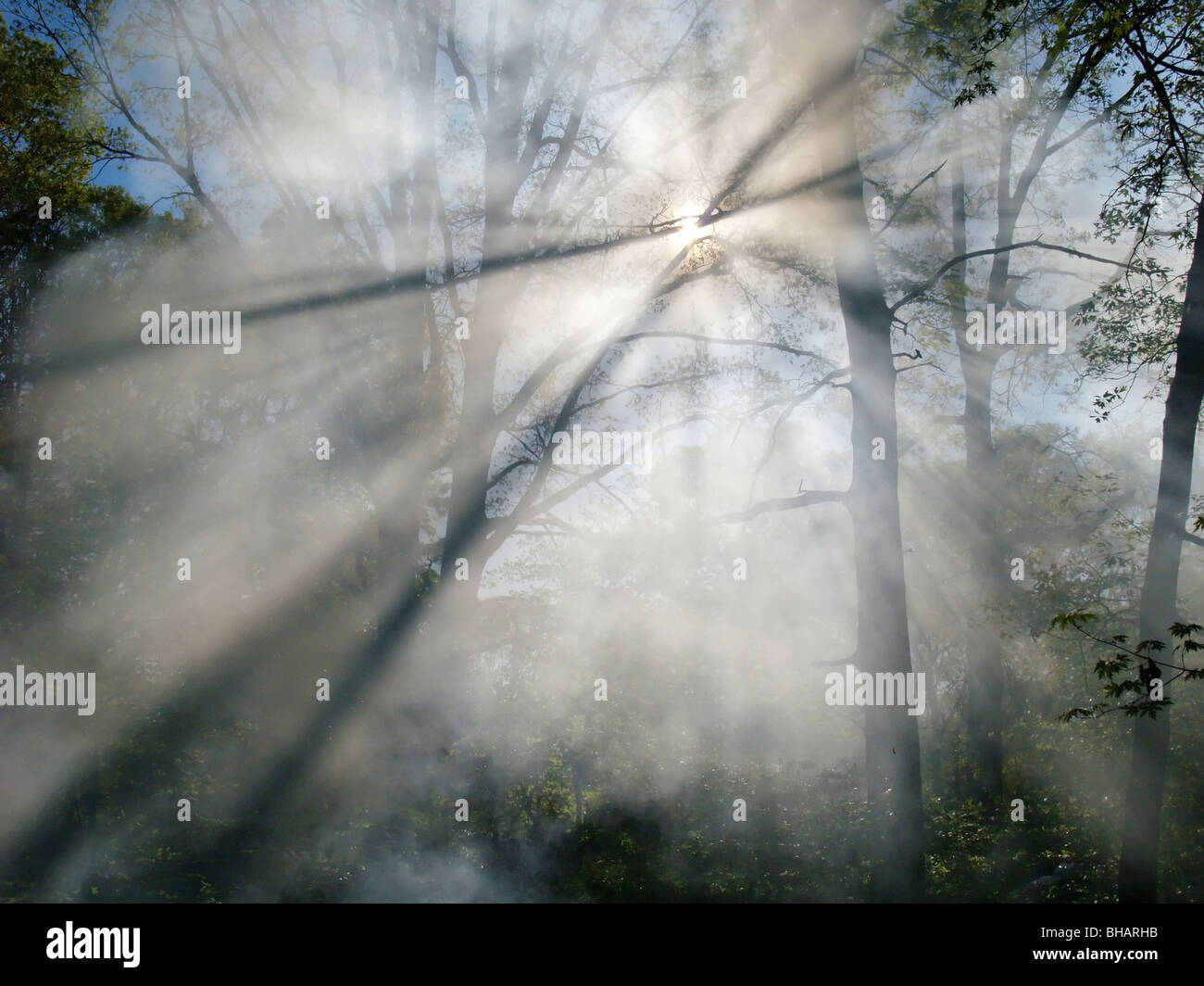 Smoke from a forest fire rises through the trees in a forest. Sunlight ...
