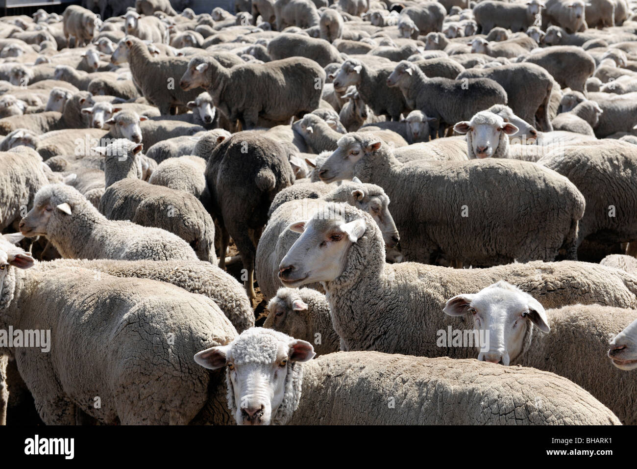 South african farming hi-res stock photography and images - Alamy