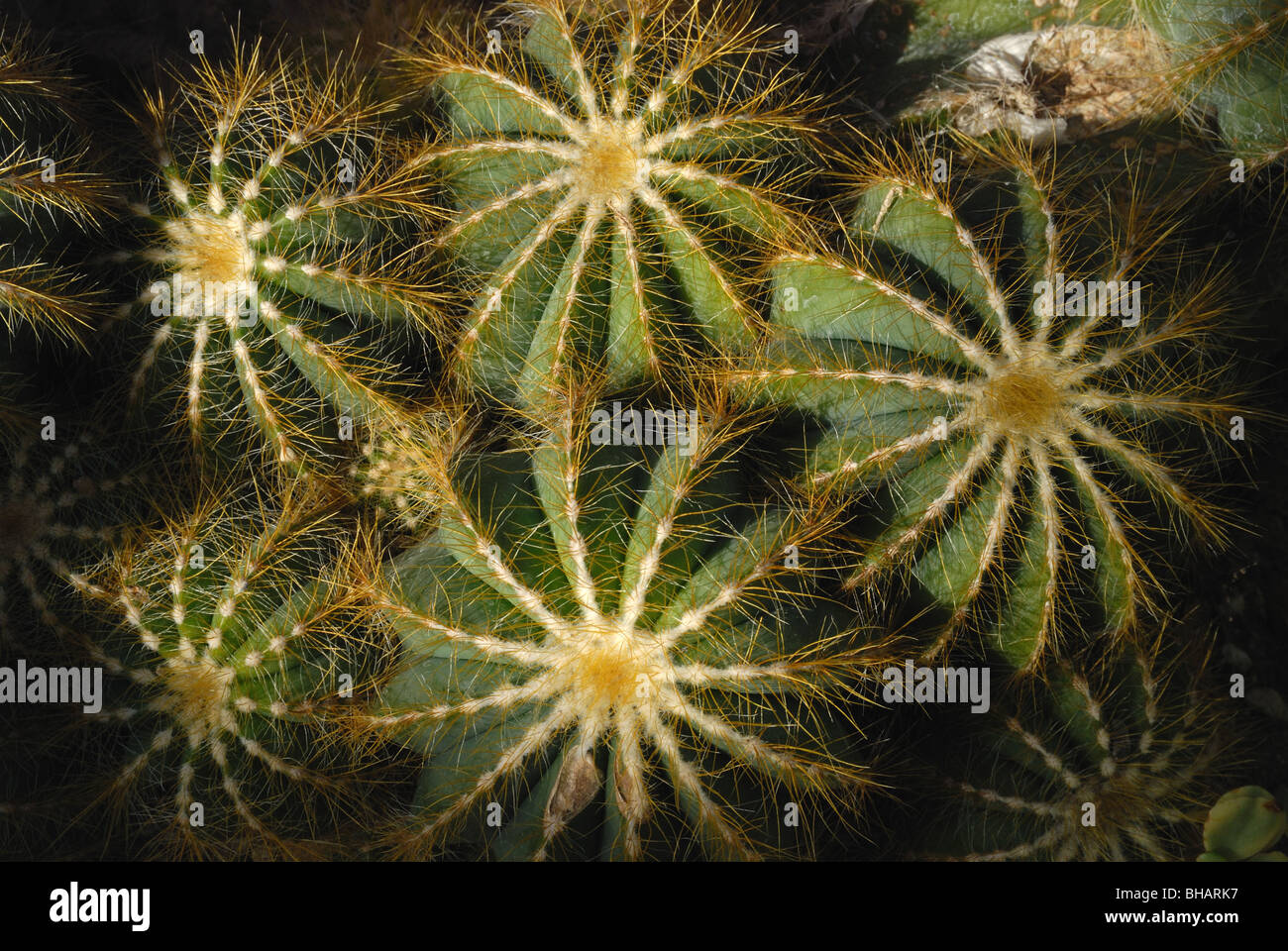 A cluster of small cacti Stock Photo - Alamy
