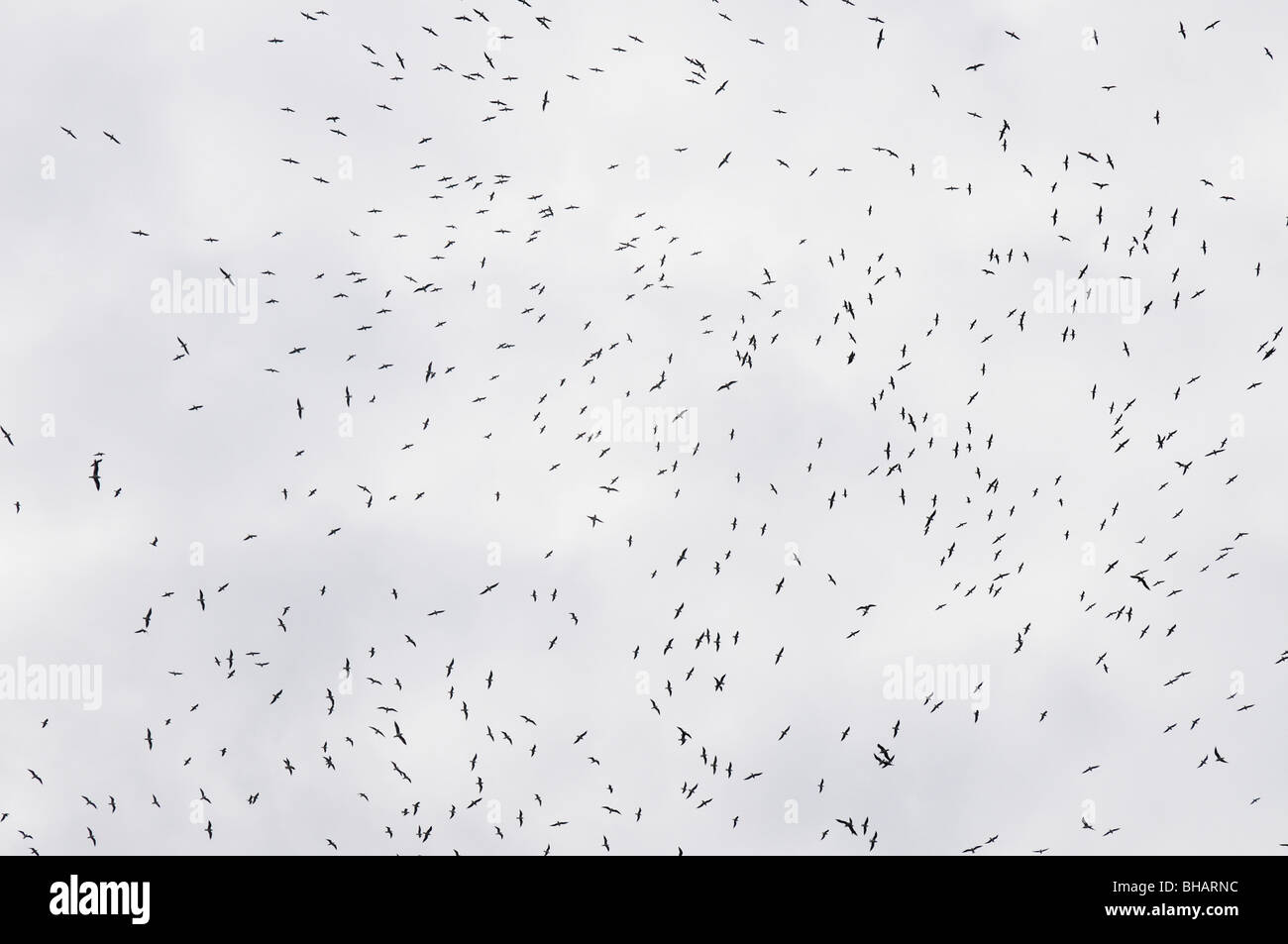 Hagal hi-res stock photography and images - Alamy