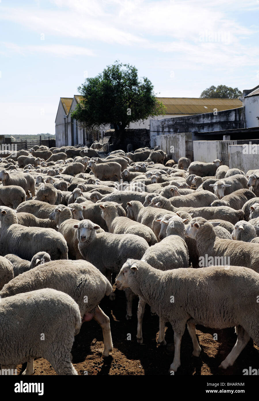 South african farming hi-res stock photography and images - Alamy