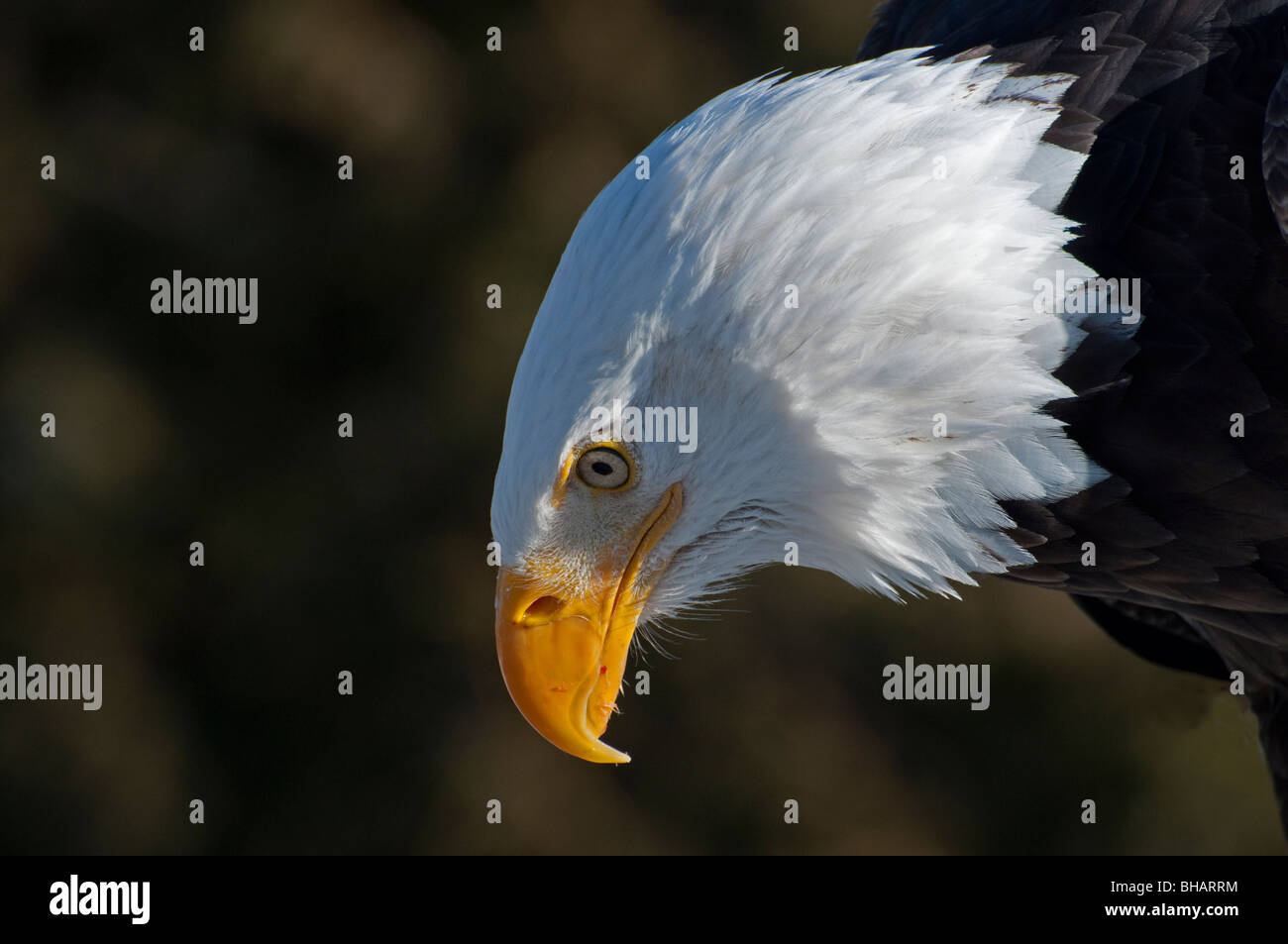 Close-up of a Bald Eagle Stock Photo - Alamy