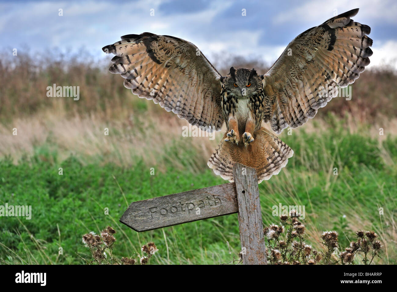 Eurasian Eagle owl (Bubo bubo) landing with wings spread on perch in ...