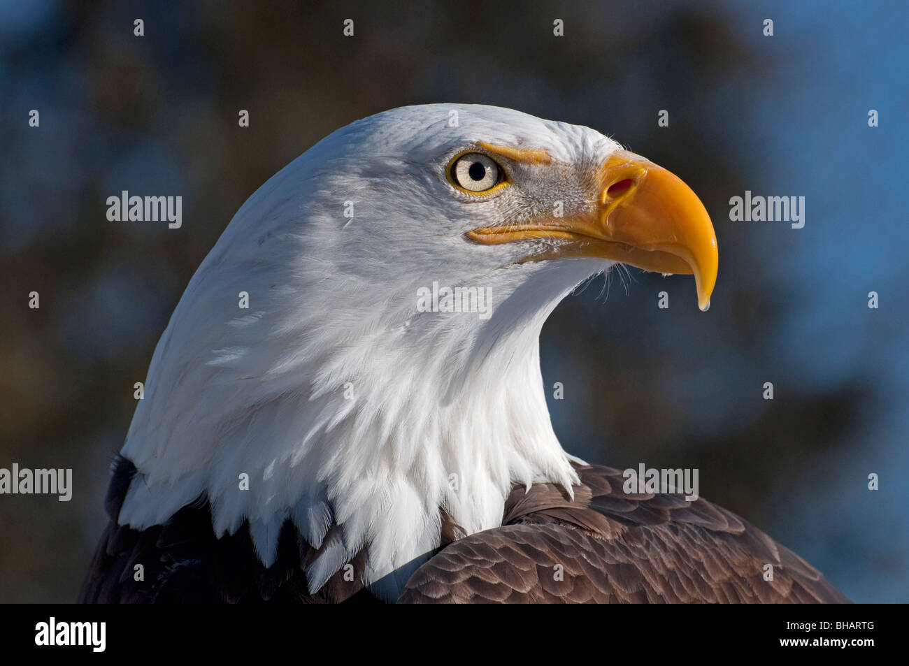 Close-up of a Bald Eagle Stock Photo - Alamy