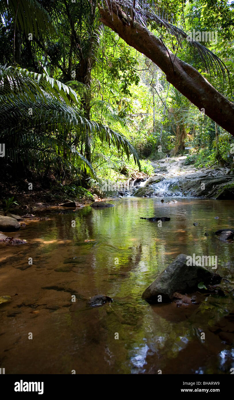 Khao phra thaeo forest hi-res stock photography and images - Alamy