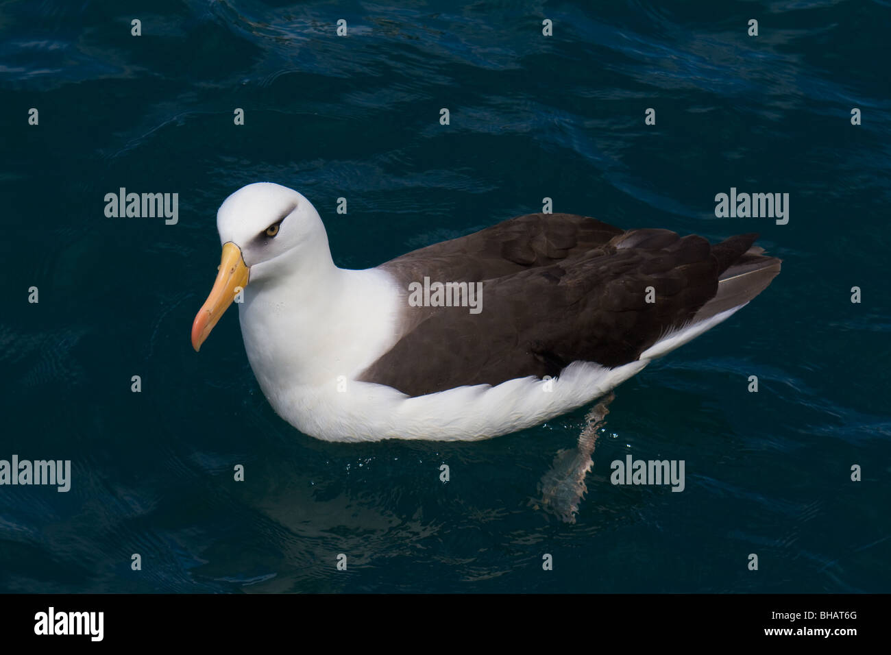 A Look at Life in New Zealand: Campbell Albatross (Thalassarche ...