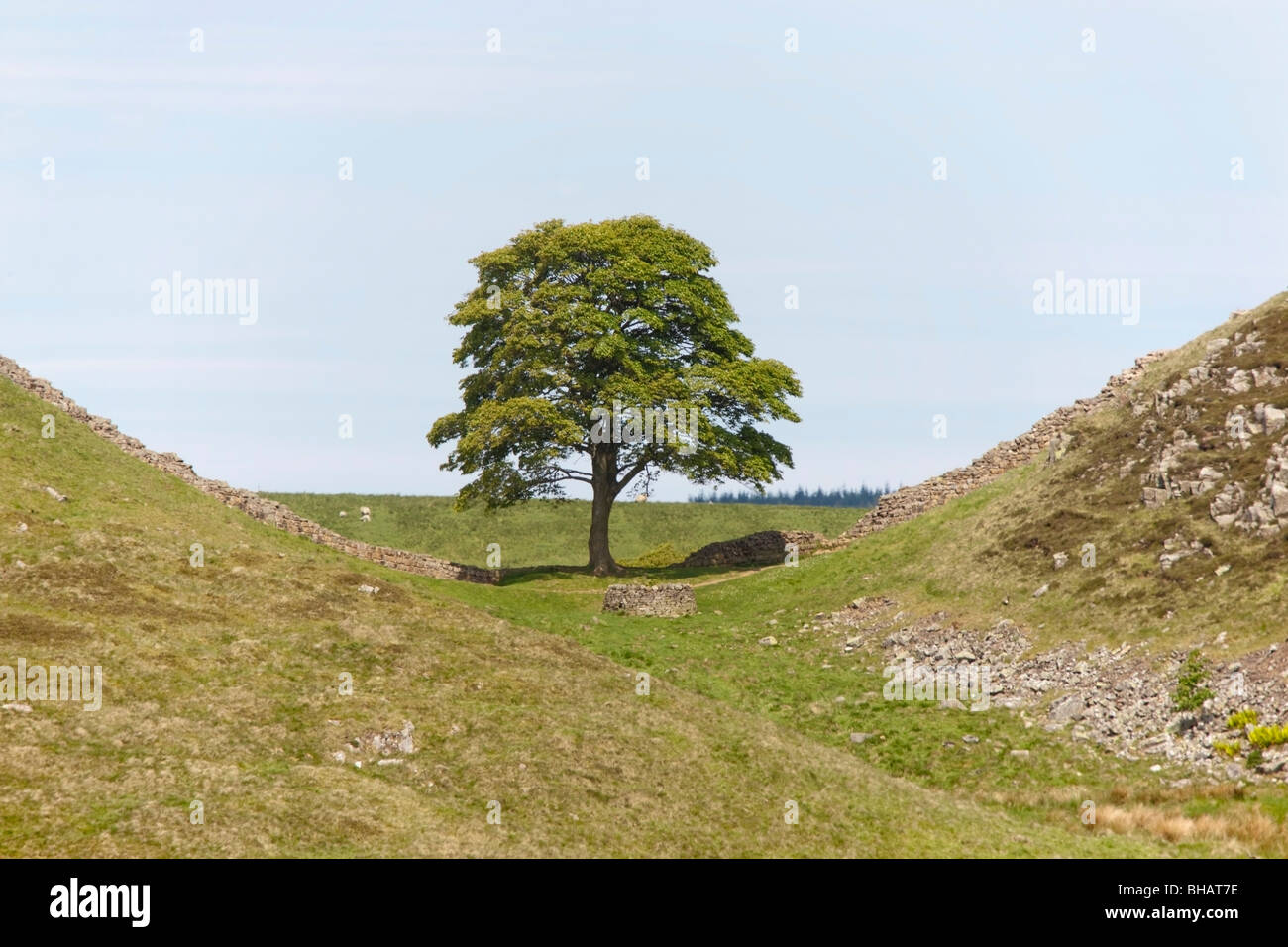Lone tree at bottom of hill, Northumberland, England Stock Photo - Alamy