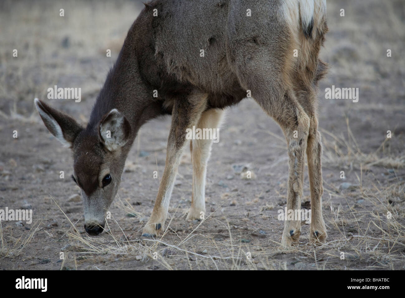 Mule deer at Great Sand Dunes National Park and Preserve, Colorado ...