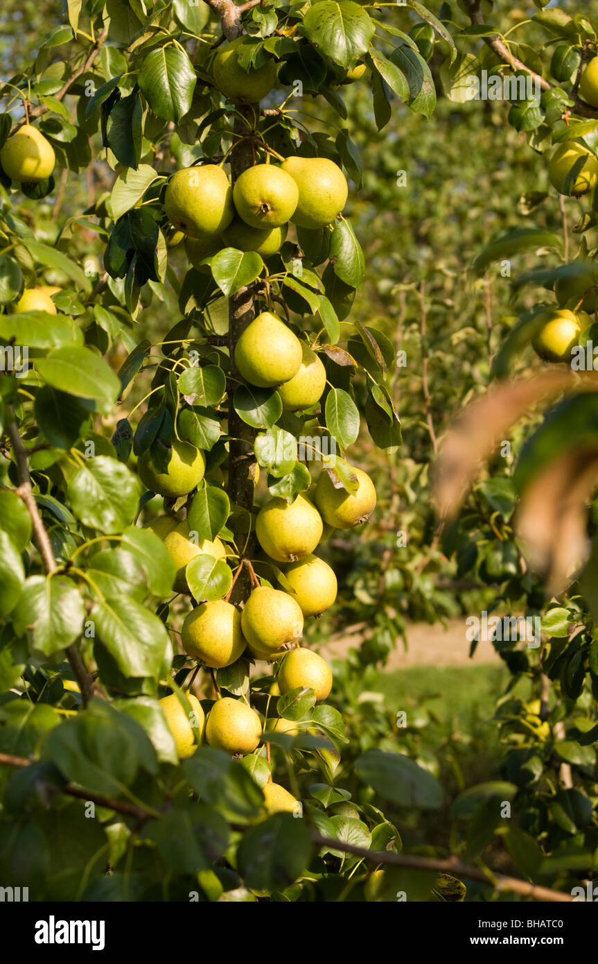 Growing perry pears hi-res stock photography and images - Alamy