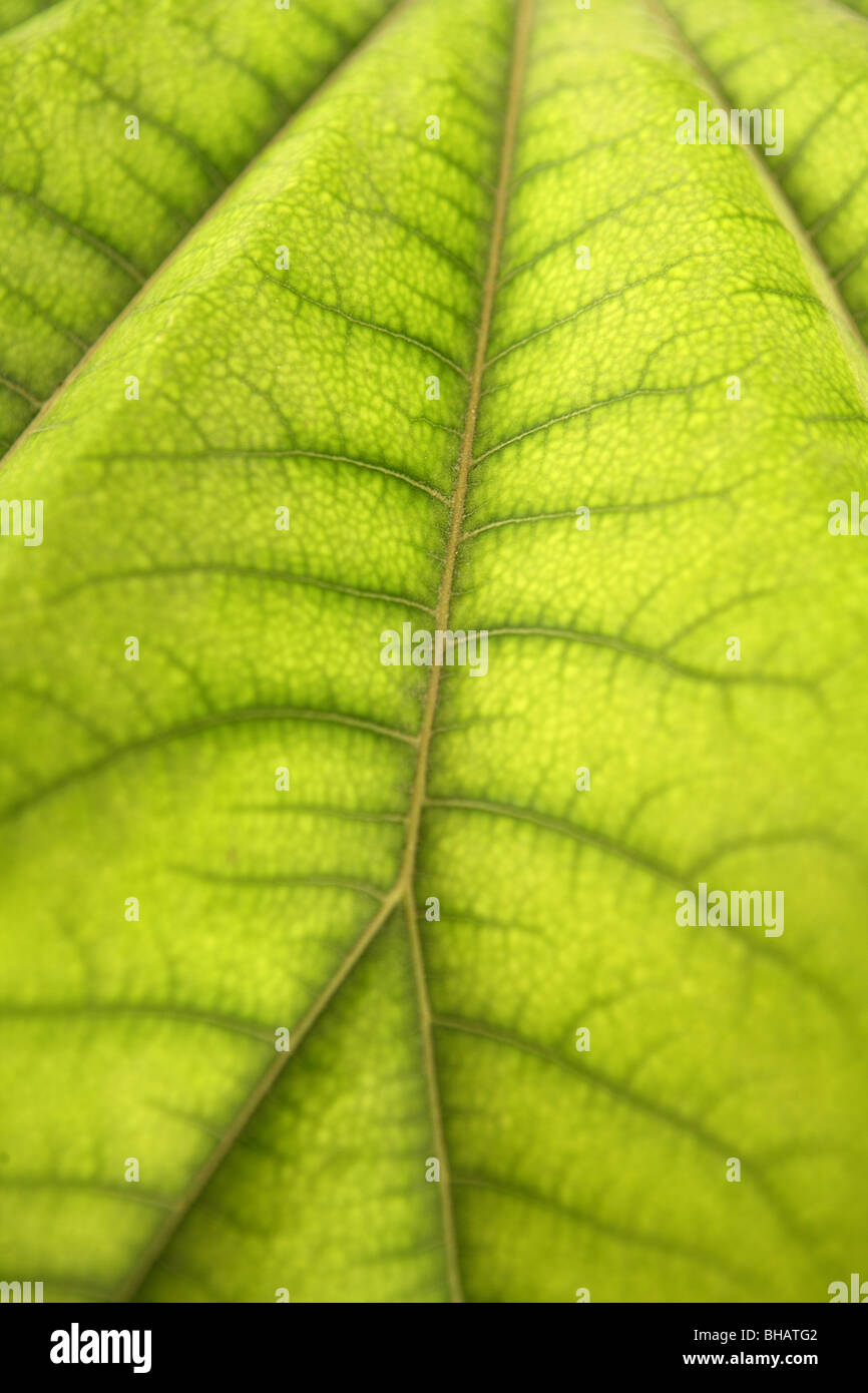 Aralia papirífera green plant leaf, Araliaceae from China Stock Photo ...