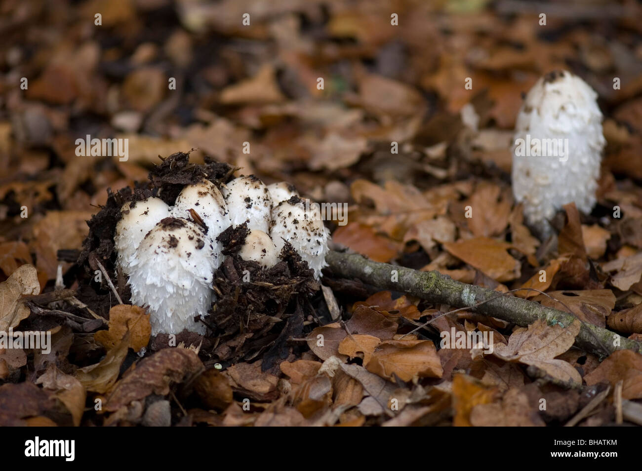 Autumn British Fungi Stock Photo - Alamy