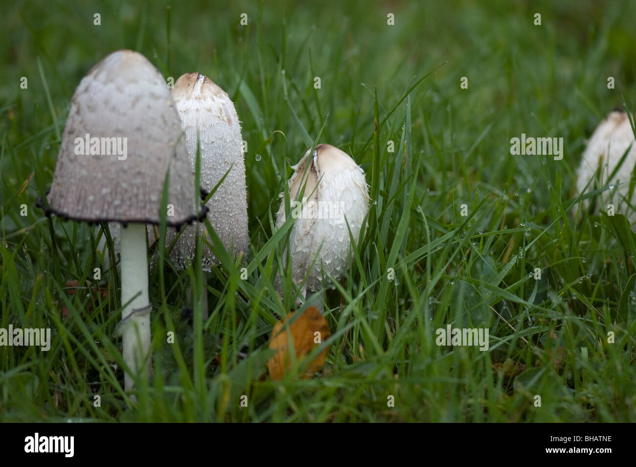 Autumn British Fungi Stock Photo - Alamy