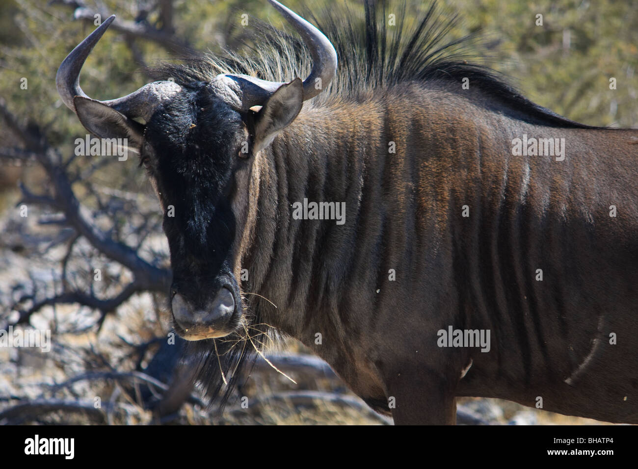 Africa Etosha Mammal Namibia Wildebeest Stock Photo - Alamy