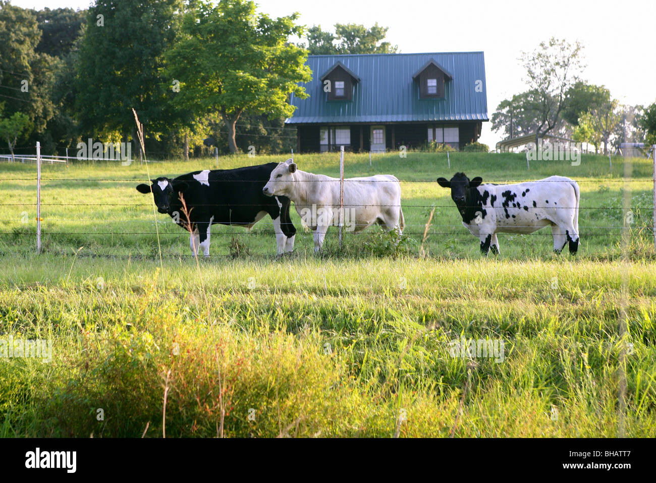 Cow cattle on american green grass meadow Stock Photo - Alamy