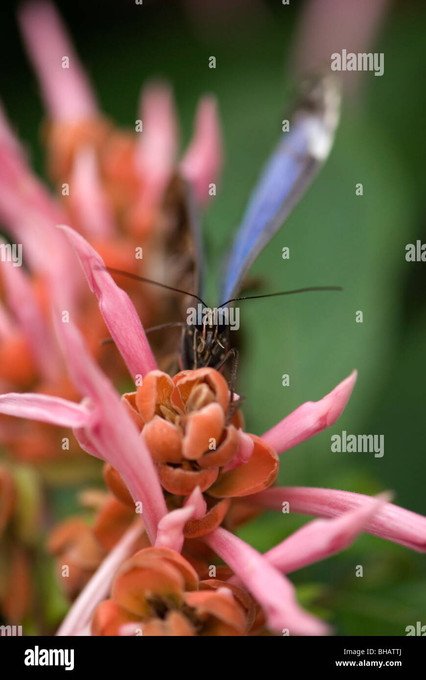 Morpho peleides face hi-res stock photography and images - Alamy