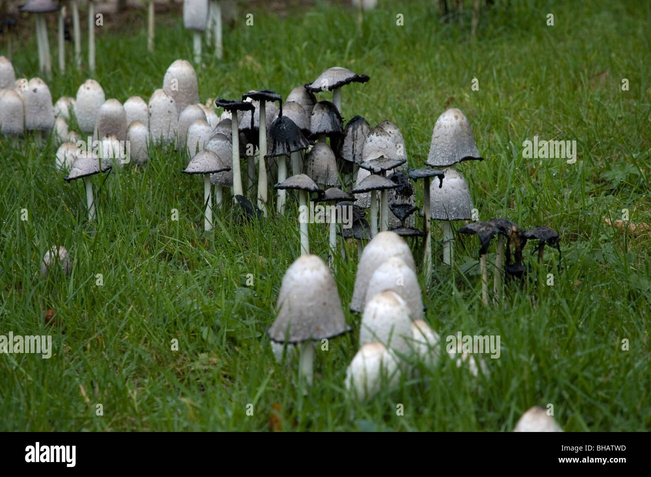 British fungi hi-res stock photography and images - Alamy