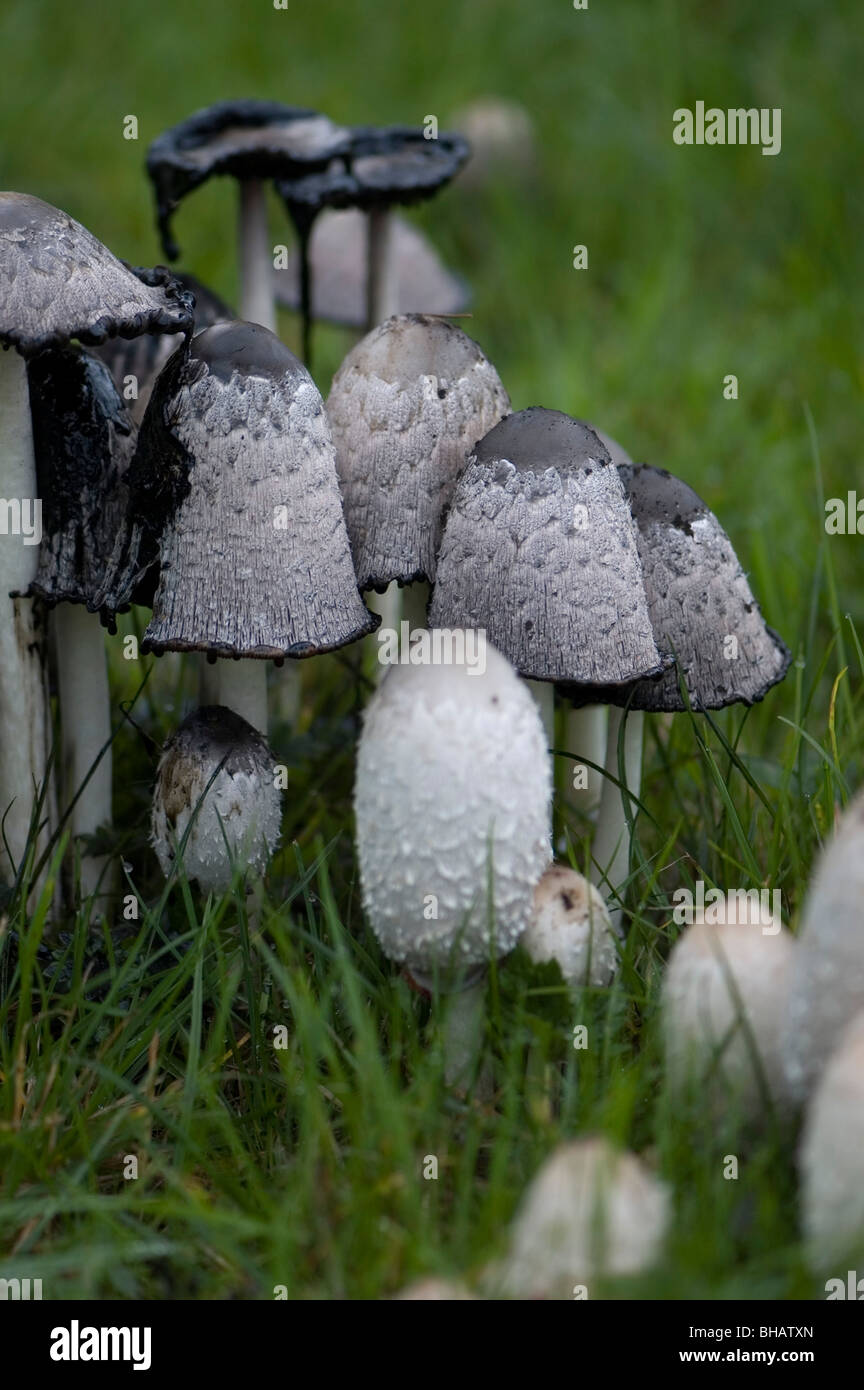 Autumn British Fungi Stock Photo - Alamy