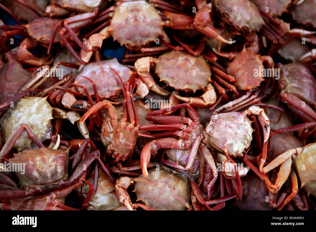 Crab texture, seafood background with many mediterranean crabs Stock ...