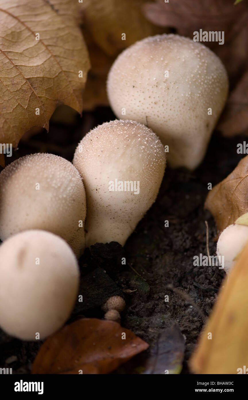 Autumn British Fungi Stock Photo - Alamy