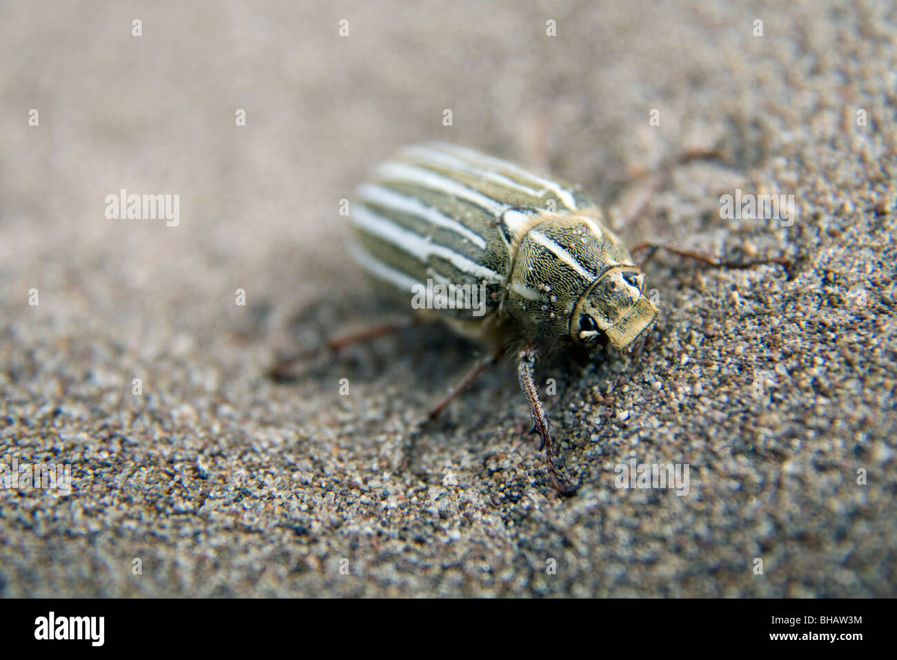 A ten-line June beetle in the dunes in Great Sand Dunes National Park ...