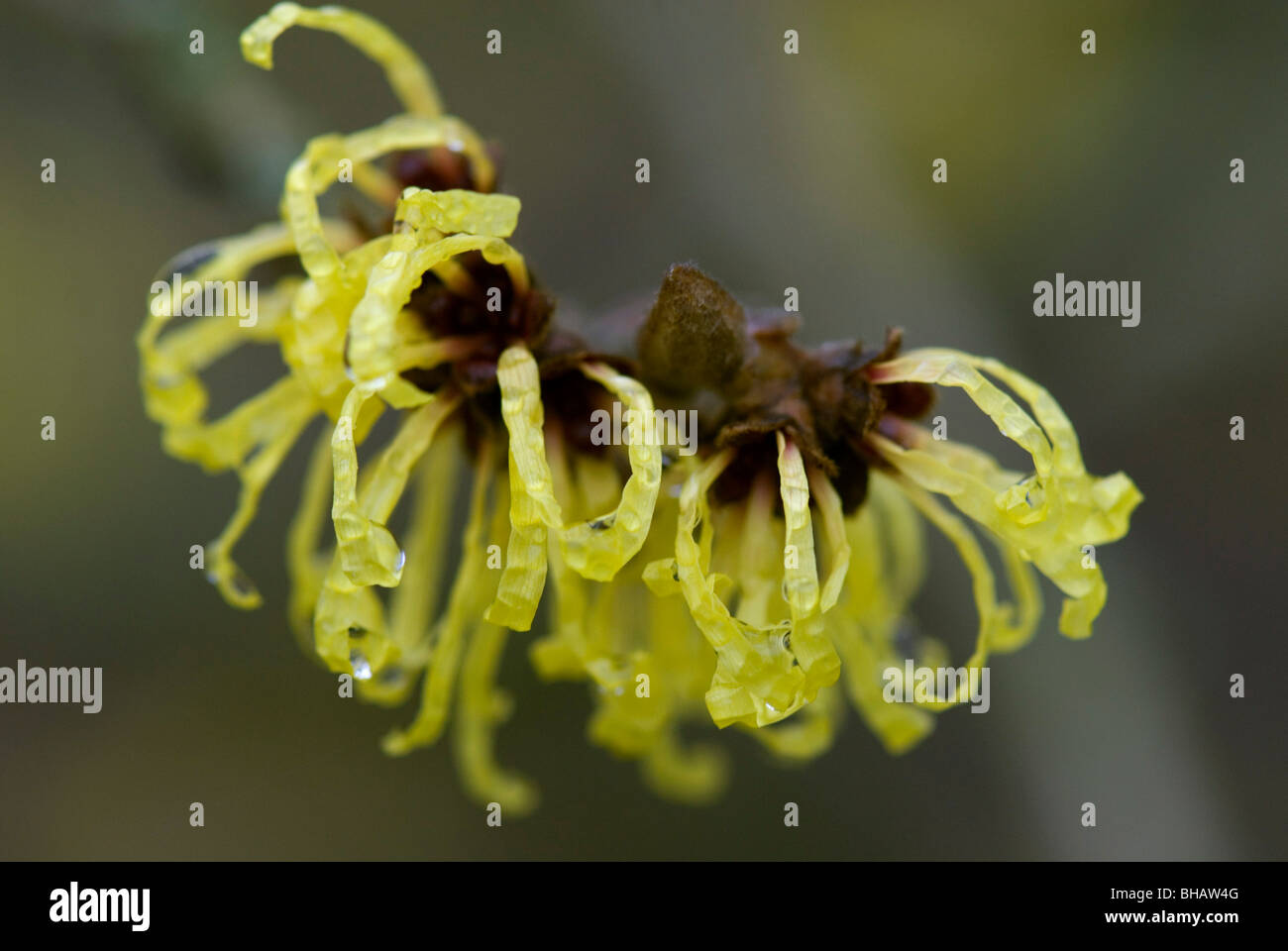 January in england hi-res stock photography and images - Alamy