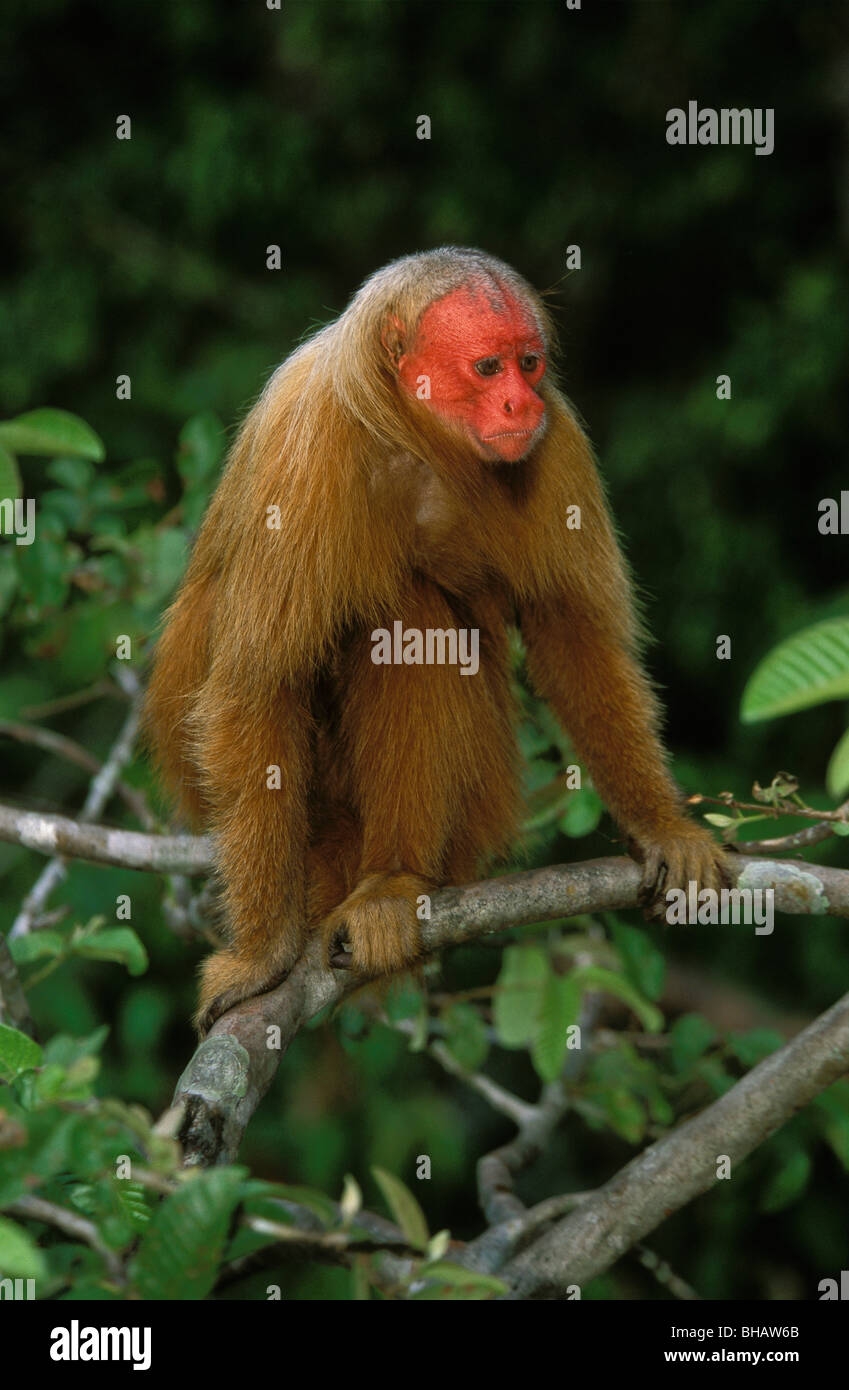 The Bald Uakari ( Cacajao calvus ) Amazon rain forest, Brazil Stock ...