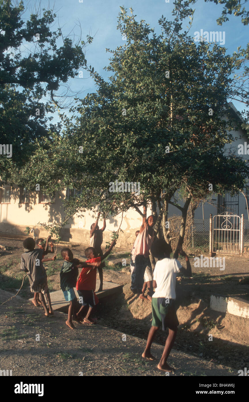 SOUTH AFRICA. KIDS PLAYING IN A TREE IN THE EASTERN CAPE Stock Photo ...