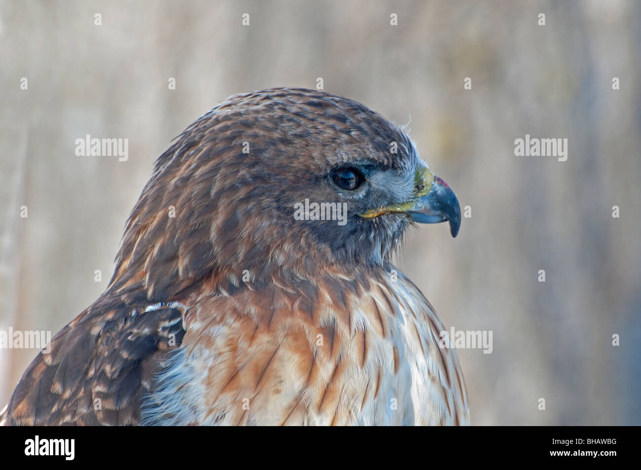 A Red-Tailed Hawk Stock Photo - Alamy