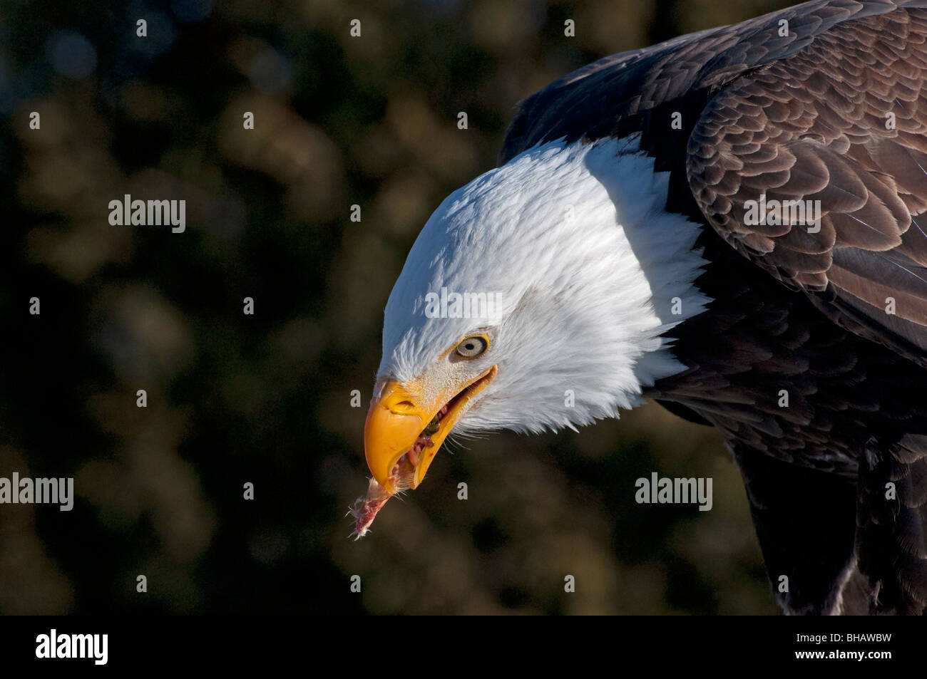 Close-up of a Bald Eagle feeding Stock Photo - Alamy