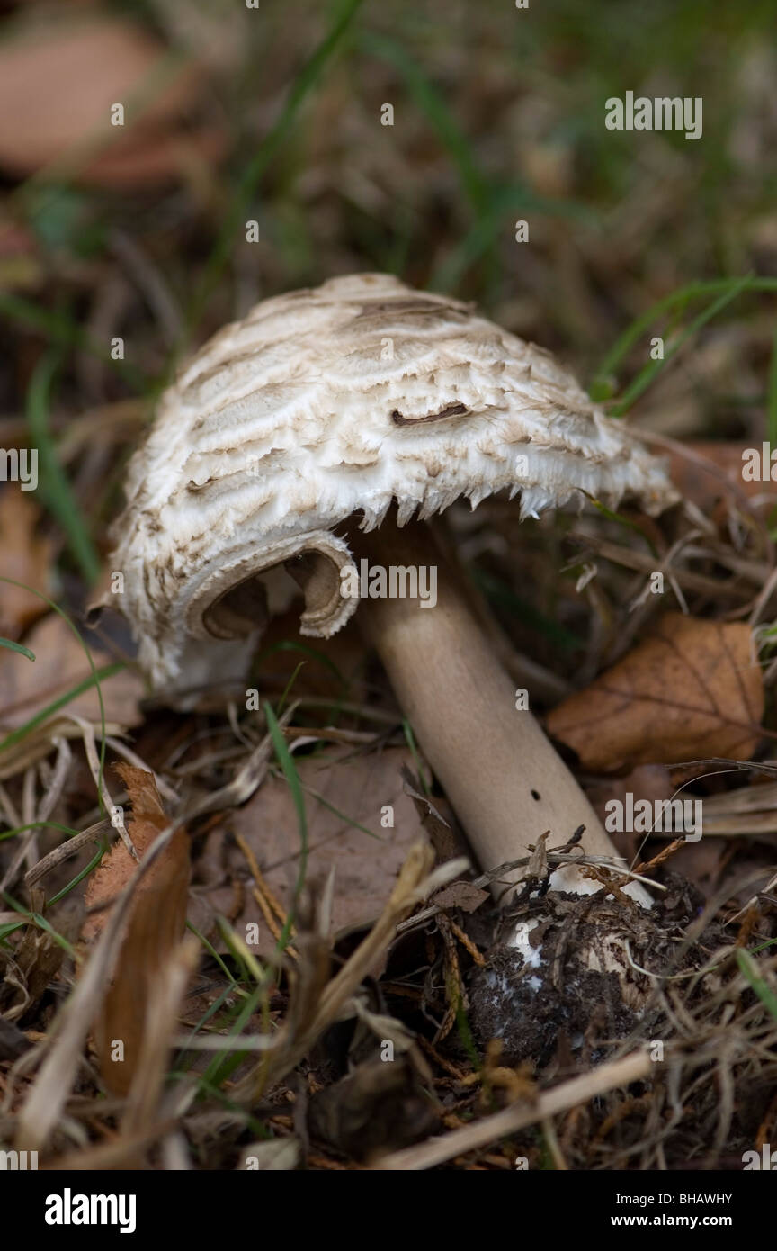 Autumn British Fungi Stock Photo - Alamy