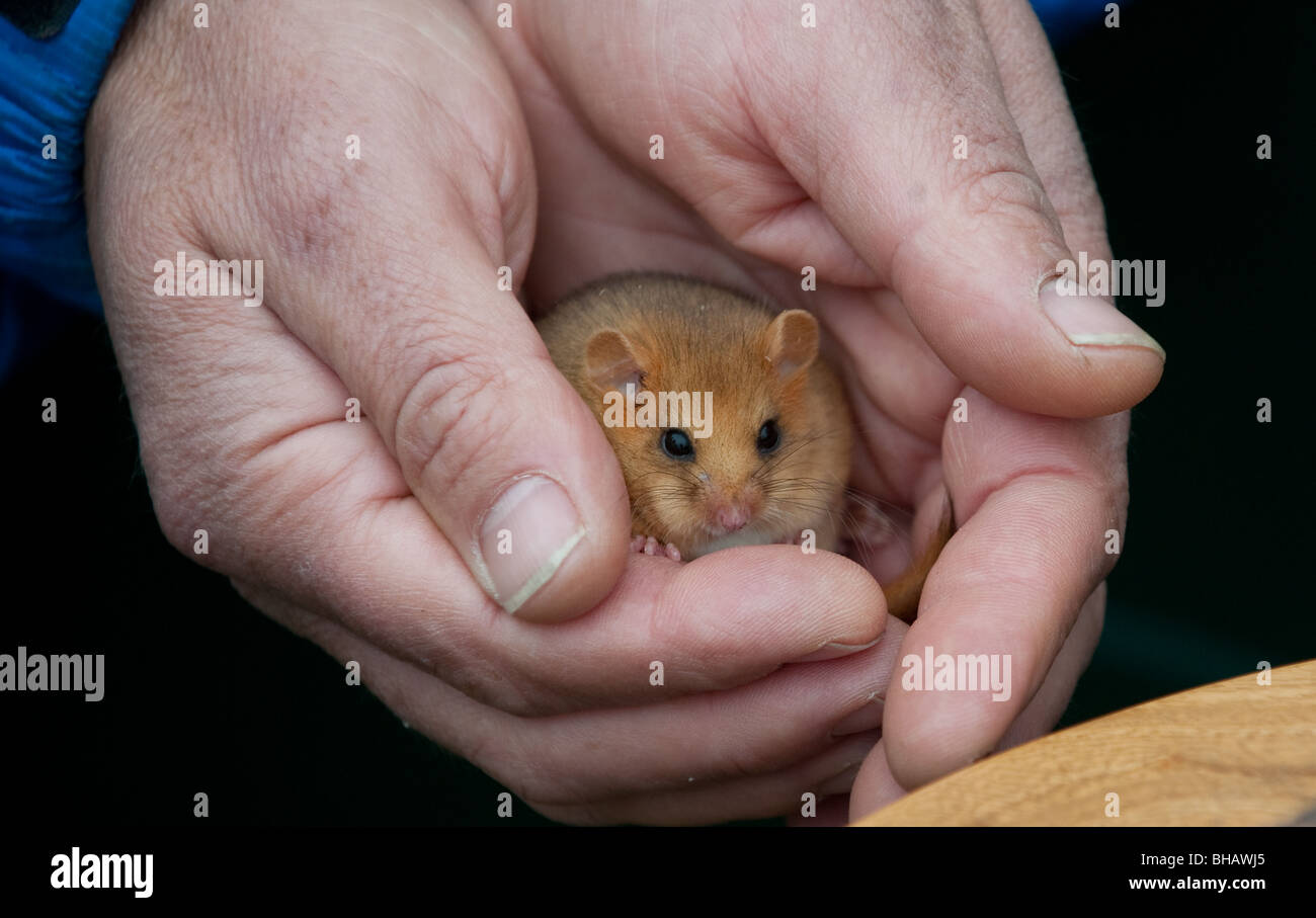 A captive-bred hazel dormouse (Muscardinus avellanarius Stock Photo - Alamy