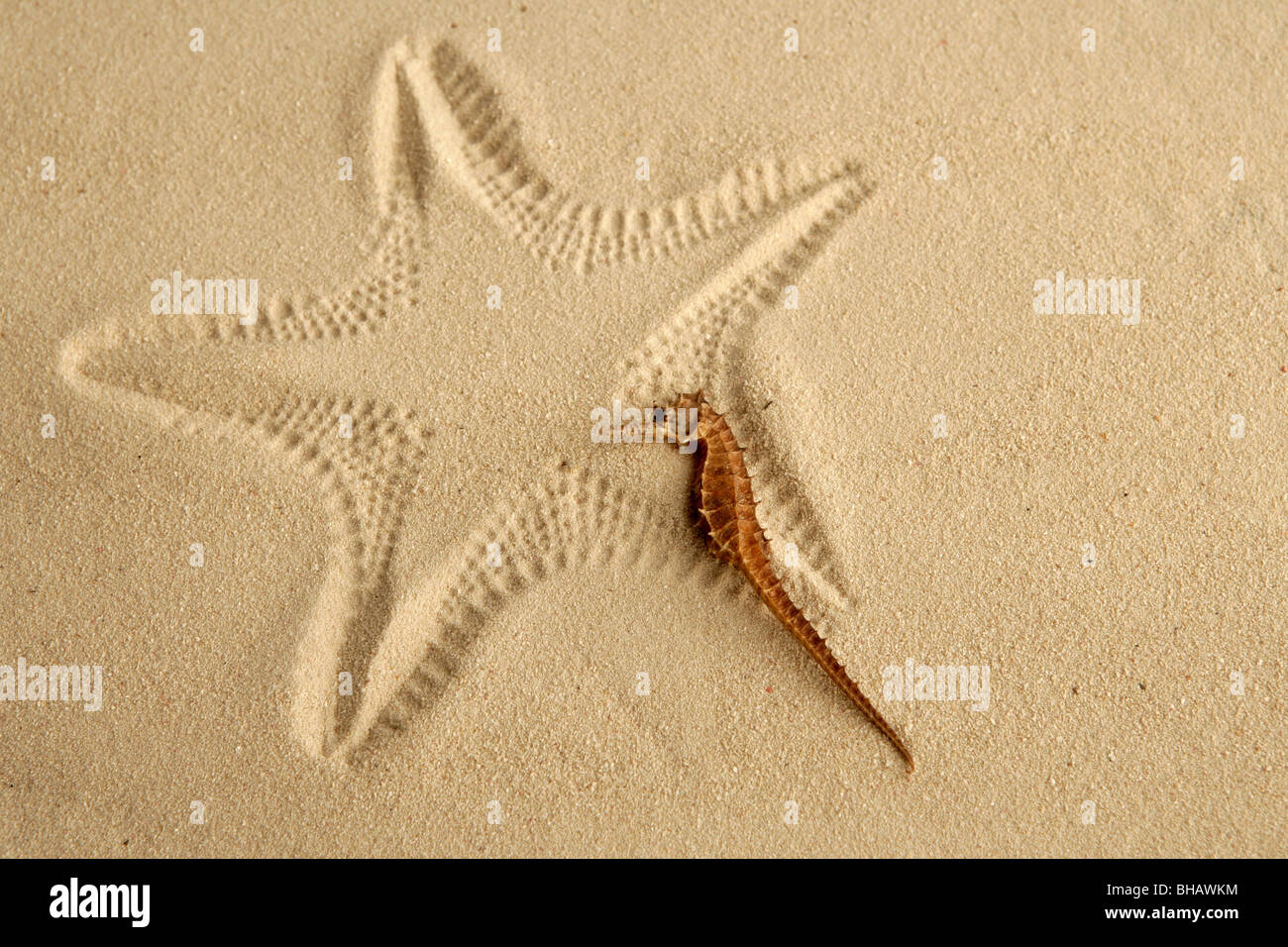 Caribbean sand seahorse over starfish footprint Stock Photo - Alamy Caribbean sand seahorse over starfish footprint Stock Photo - Alamy