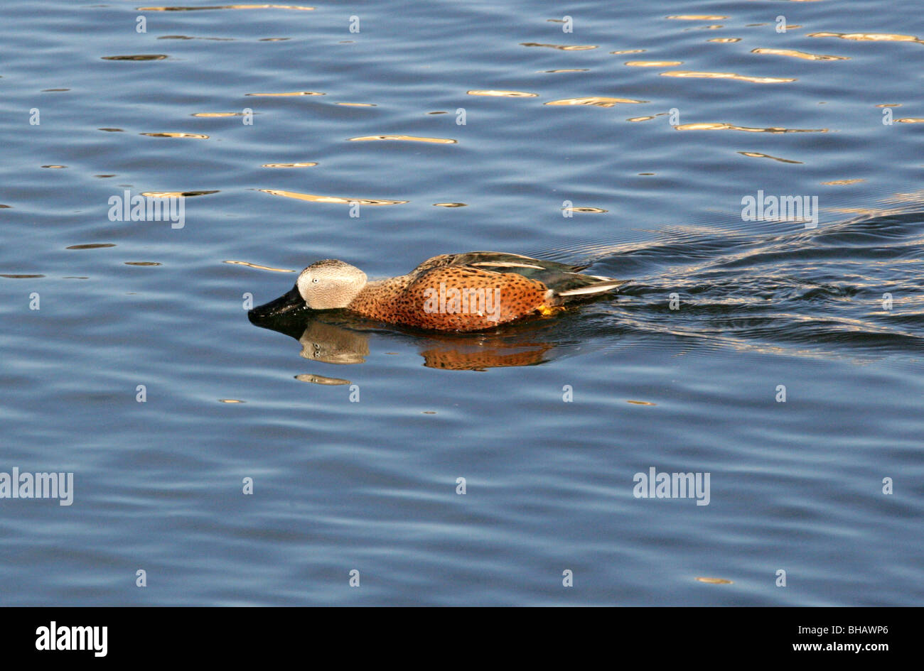 Red Shoveler, Anas platalea, Anatidae, Southern South America Stock ...
