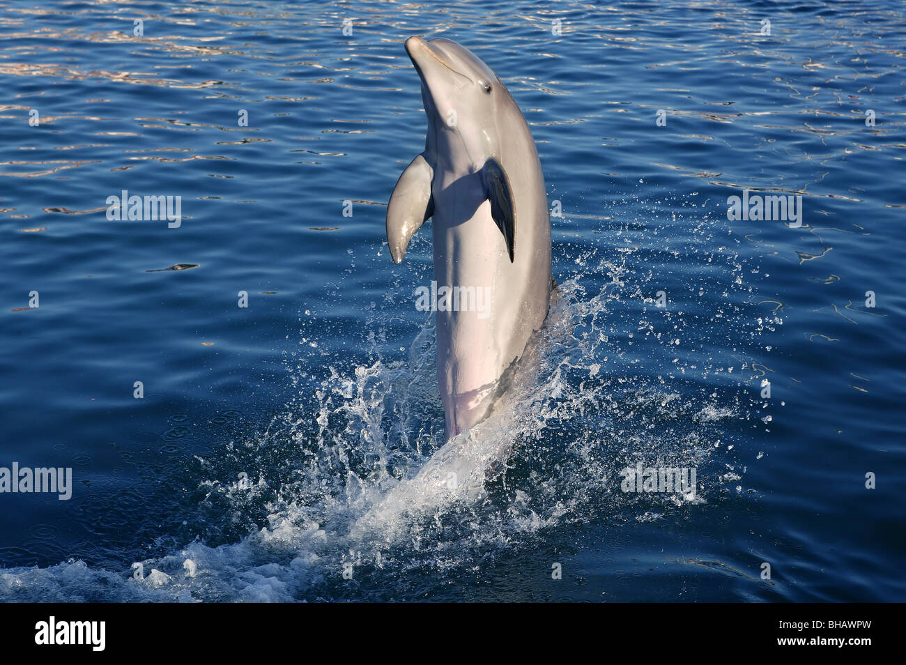 Dolphin acrobacy during dolphins show in Caribbean sea, nature Stock ...