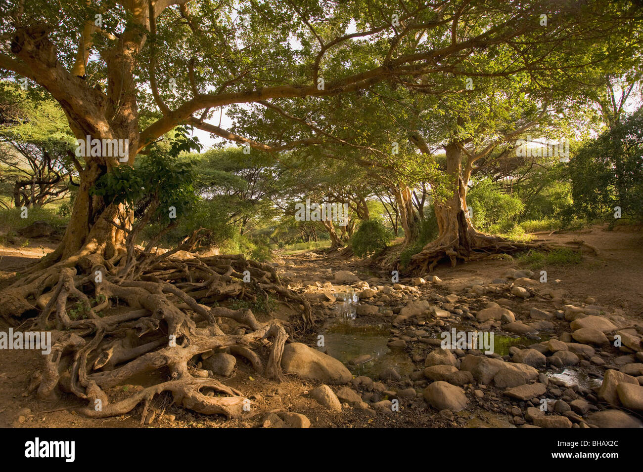 Giant fig trees, Ewaso Rongai Valley, Northern Kenya, Africa Stock ...