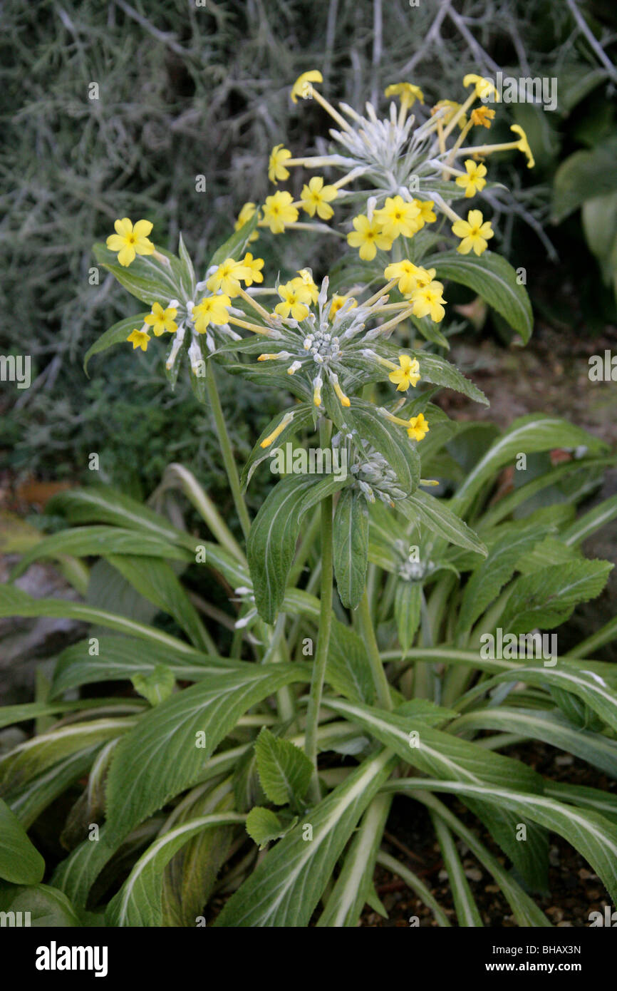 Middle east plants hi-res stock photography and images - Alamy