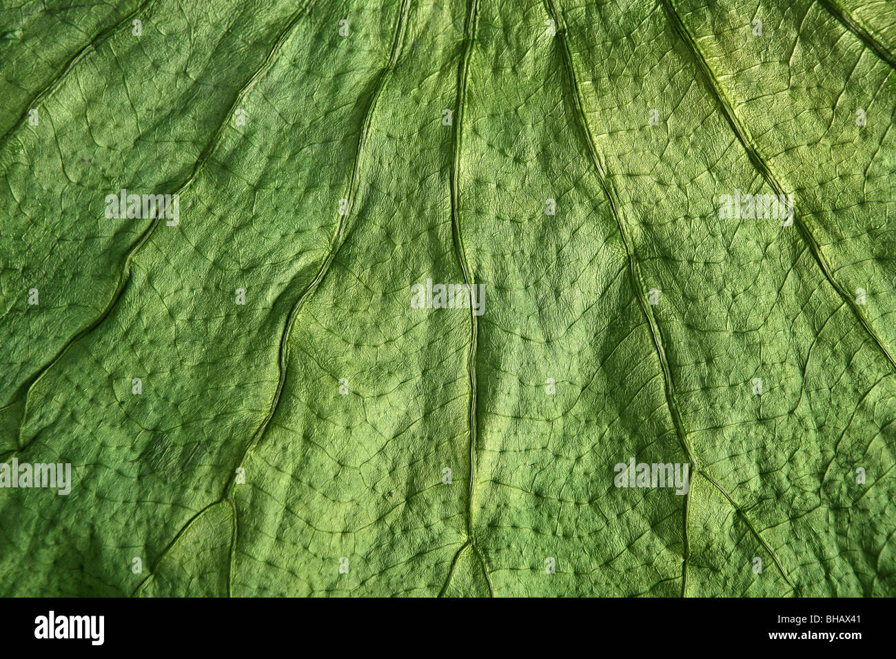 Boj tree green leaf macro closeup texture nature backgrounds Stock ...
