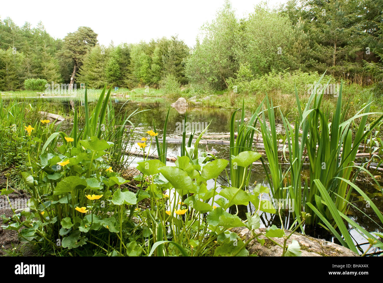 An Woodland Pond in the Lake District England Stock Photo - Alamy