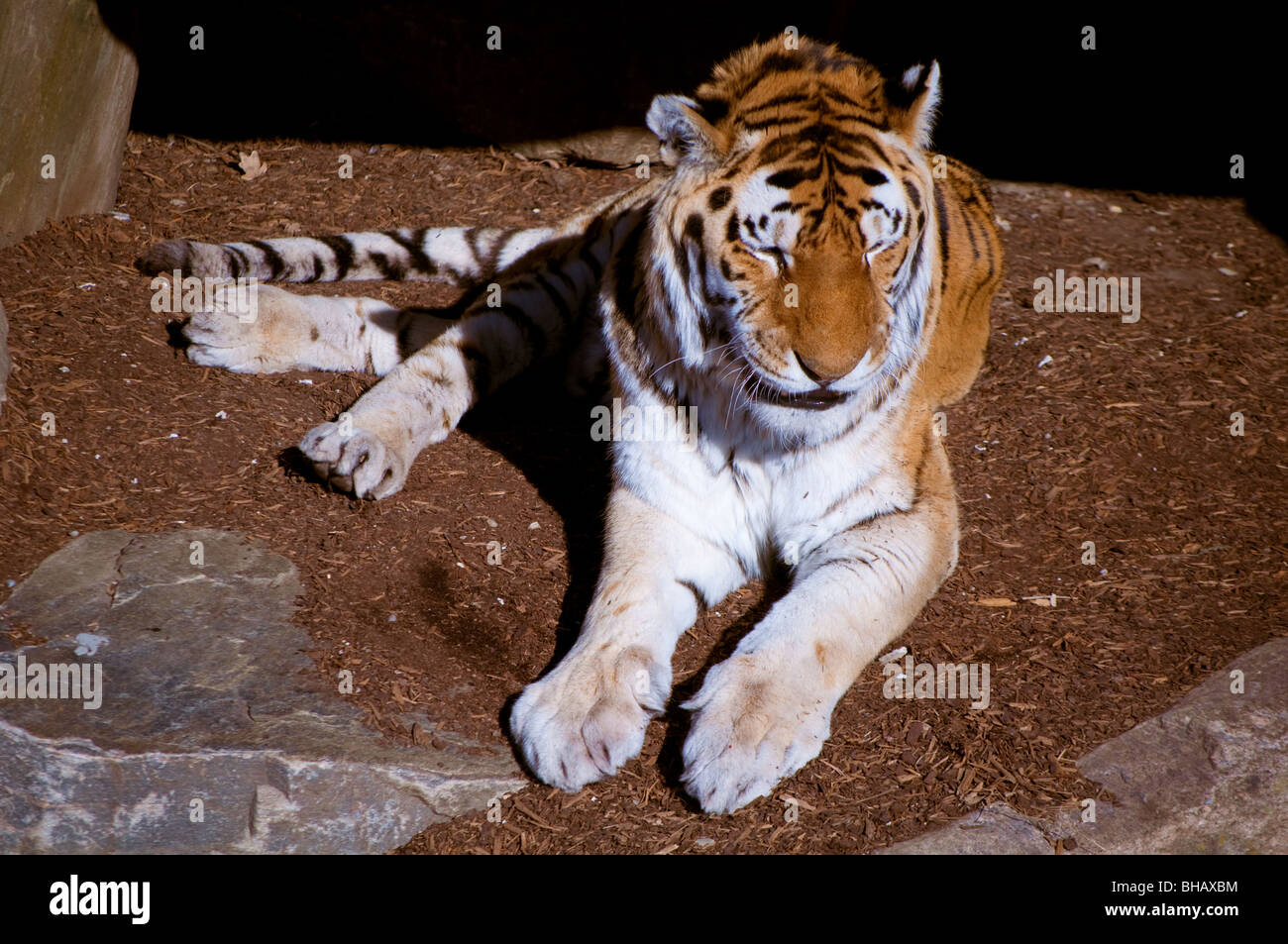 A tiger laying down in the sun with a dark cave behind him Stock Photo ...