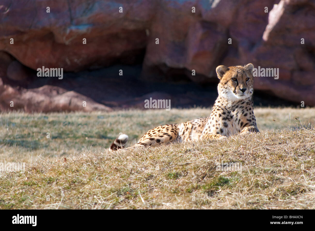 A cheetah laying down and staring intently Stock Photo - Alamy