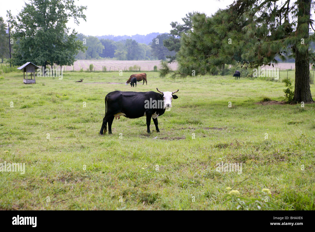 American cows hi-res stock photography and images - Alamy