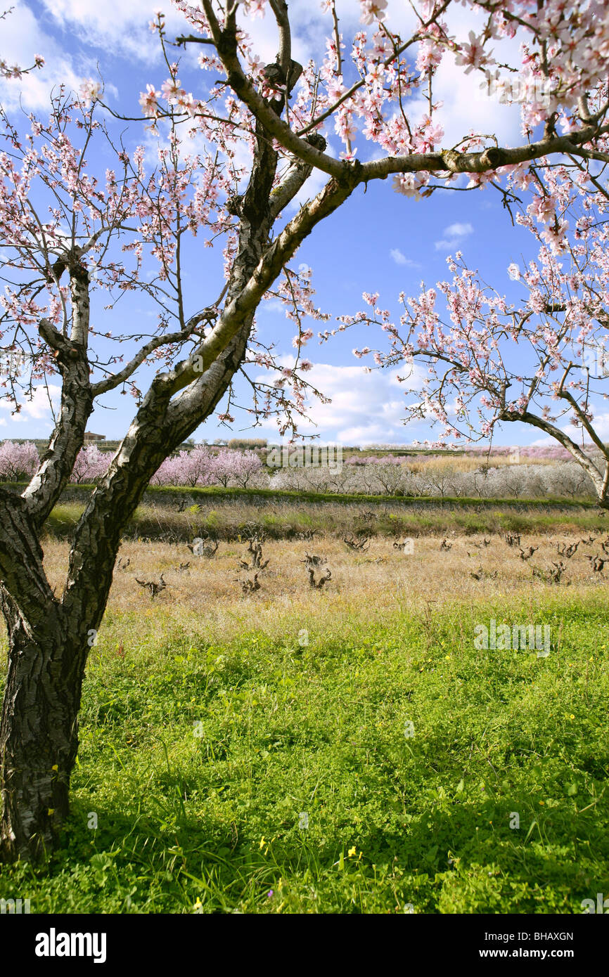 Pink almond tree flowers on early Mediterranean spring Stock Photo - Alamy