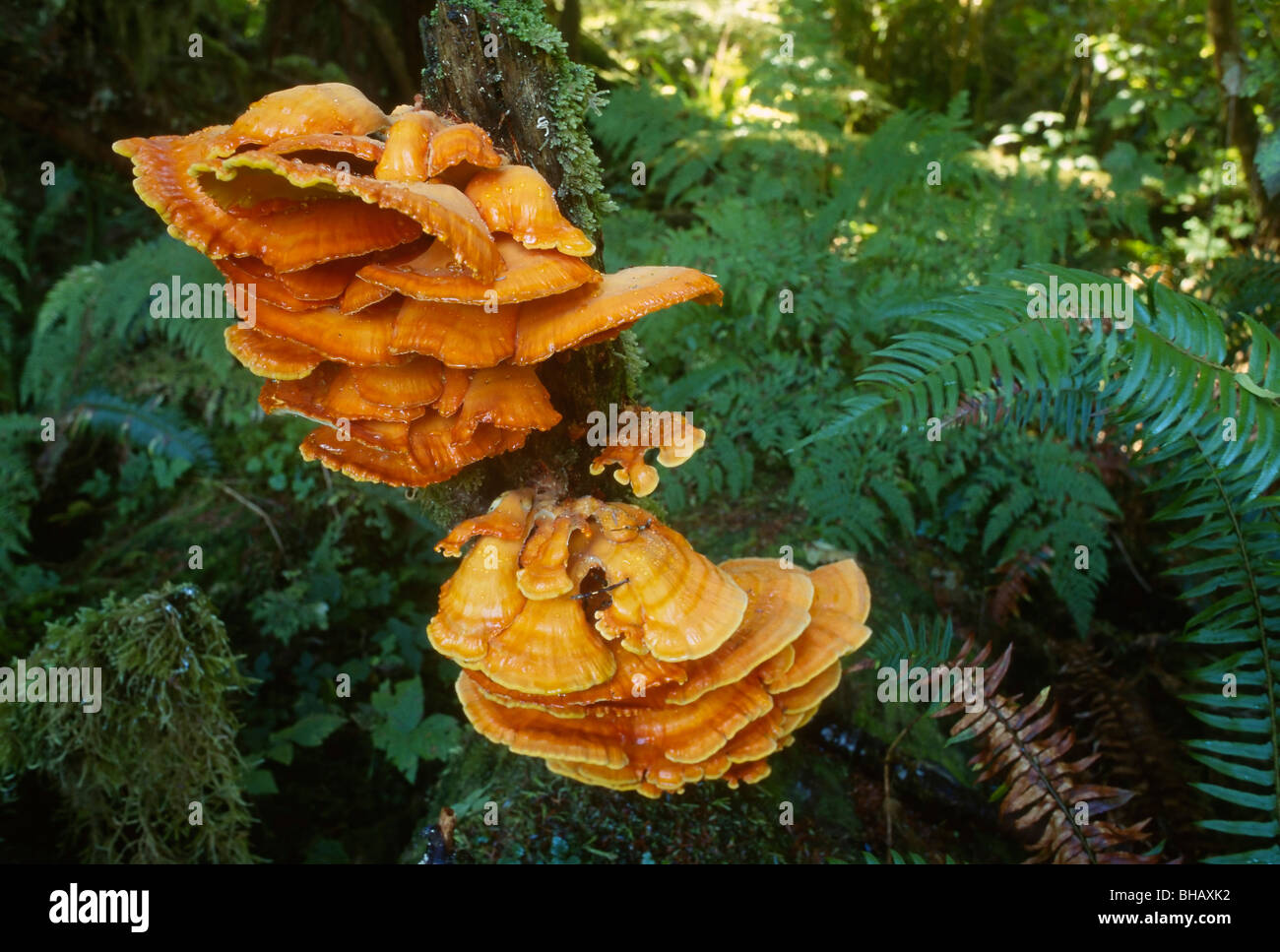 Chicken fungus Laetiporus sulphureus Stock Photo - Alamy
