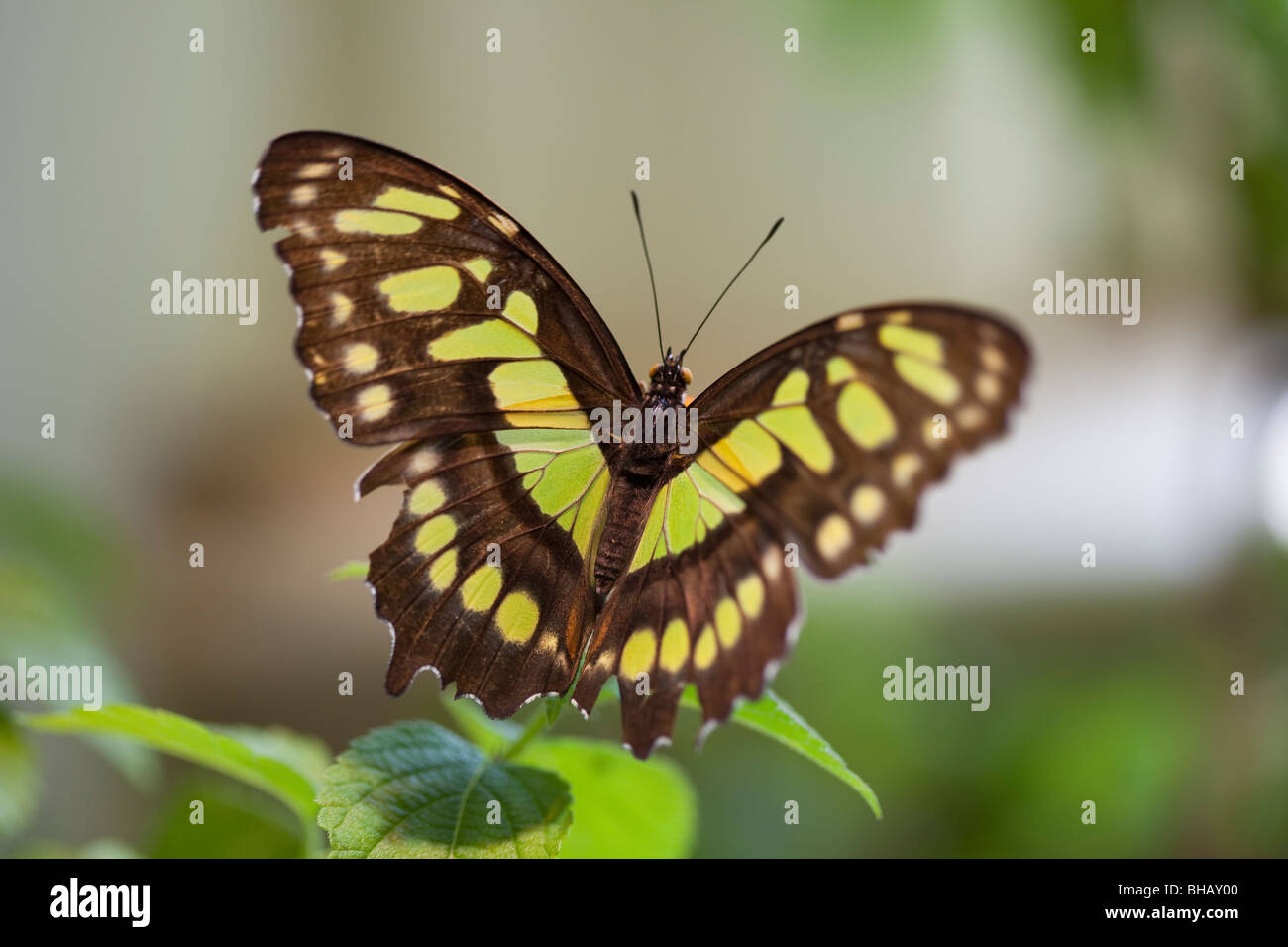 Butterfly live specimen hi-res stock photography and images - Alamy
